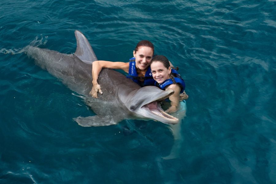 Dolphins and their relationship with human